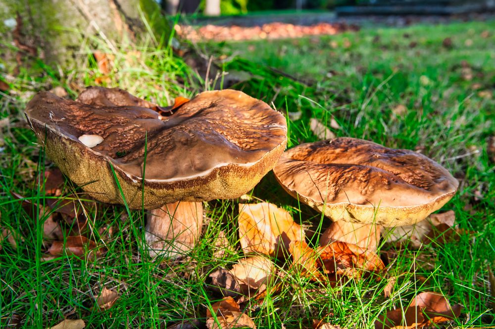 Essbar ? Foto & Bild | pflanzen, pilze & flechten, pilze & flechten ...