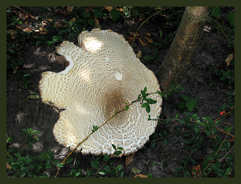 Essbar oder nicht? Foto & Bild | stillleben, food-fotografie, gerichte ...