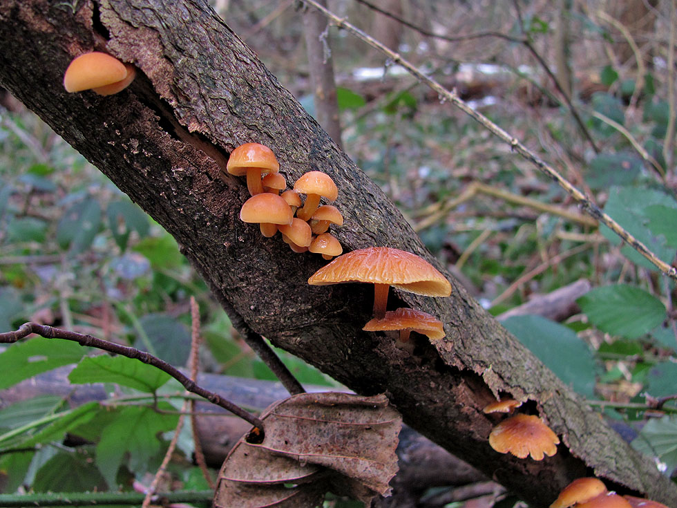 Essbare Pilze jetzt Foto & Bild | pflanzen, pilze & flechten, pilze ... Essbare Pilze jetzt Foto & Bild | pflanzen, pilze & flechten, pilze ...