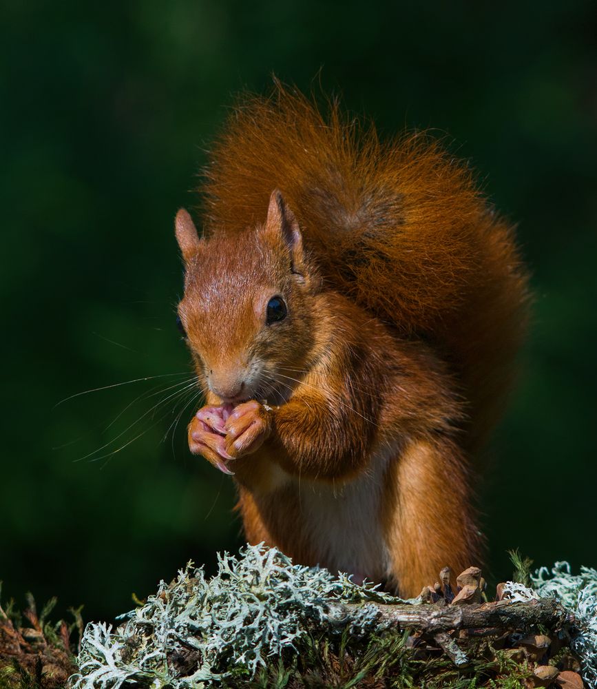Essen Foto & Bild | tiere, wildlife, säugetiere Bilder auf fotocommunity
