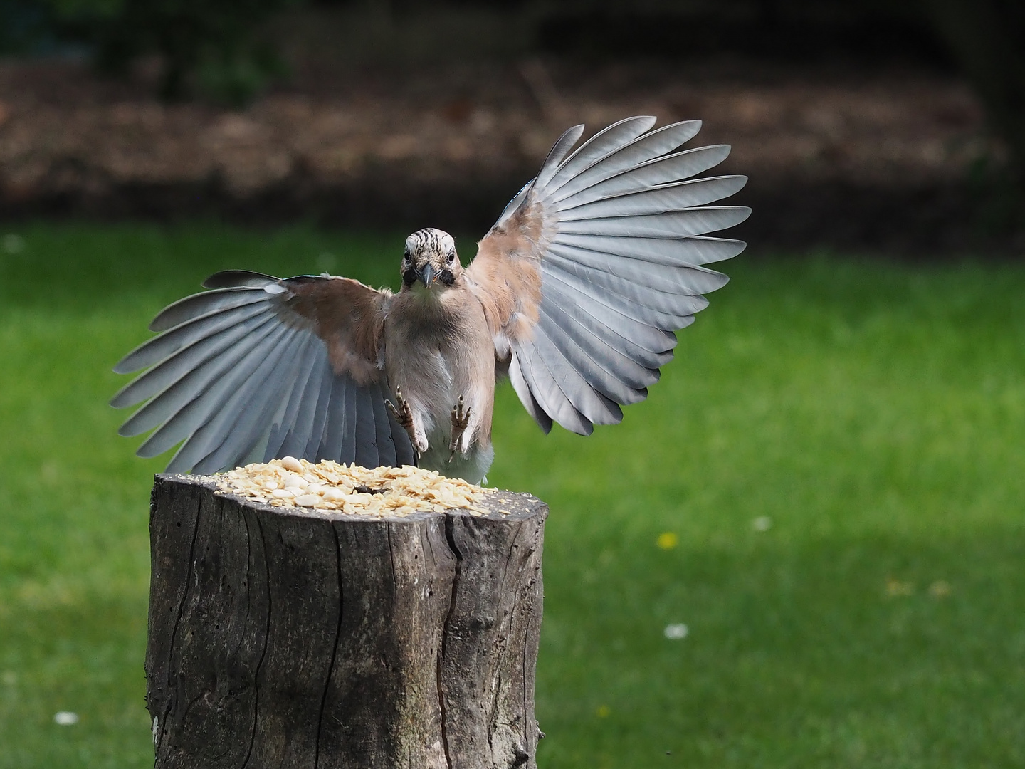 "Essen fassen" Foto & Bild | tiere, wildlife, wild lebende vögel Bilder ...