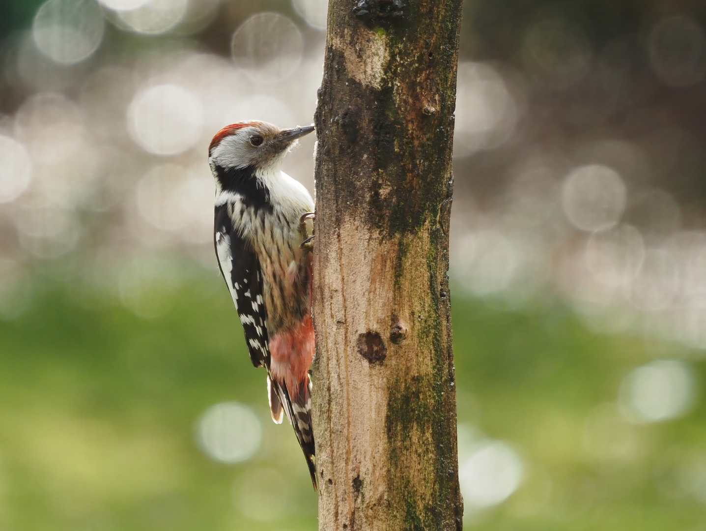 "Essen fassen"..... Foto & Bild | tiere, wildlife, wild lebende vögel ...