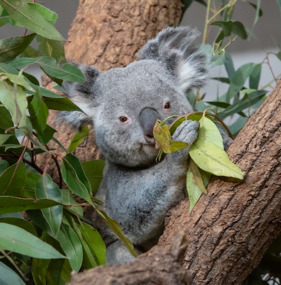 Essen und Schlafen Foto & Bild | natur, zoo, tiere Bilder auf fotocommunity