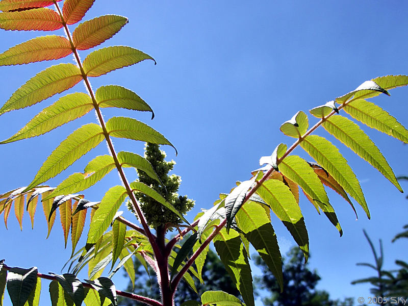 Essigbaum Foto & Bild | pflanzen, pilze & flechten, bäume, einzelbäume ...