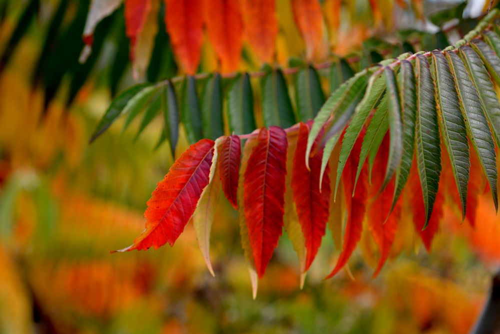 Essigbaum Foto & Bild | jahreszeiten, herbst, natur Bilder auf ...