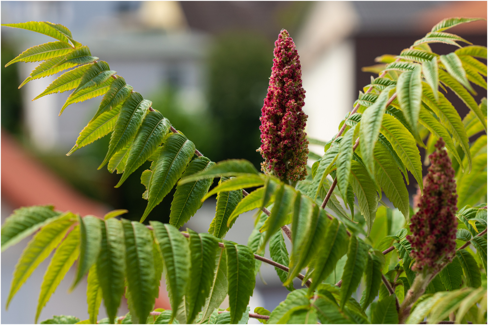Essigbaum Foto & Bild | pflanzen, pilze & flechten, bäume, laubbäume ...