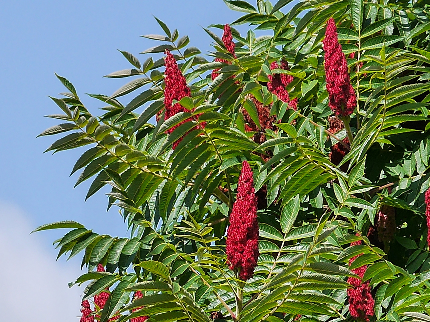 Essigbaum Foto & Bild | natur, pflanzen bäume einzelbaum essigbaum ...