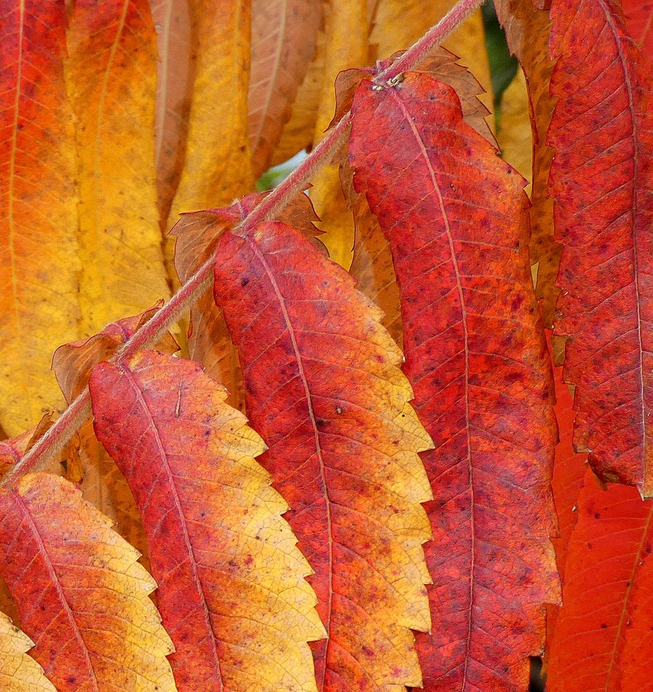 essigbaum Foto & Bild | natur-kreativ, herbst, natur Bilder auf ...