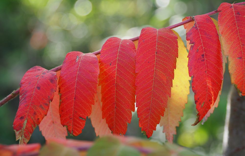 essigbaum Foto & Bild | jahreszeiten, herbst, rot Bilder auf fotocommunity