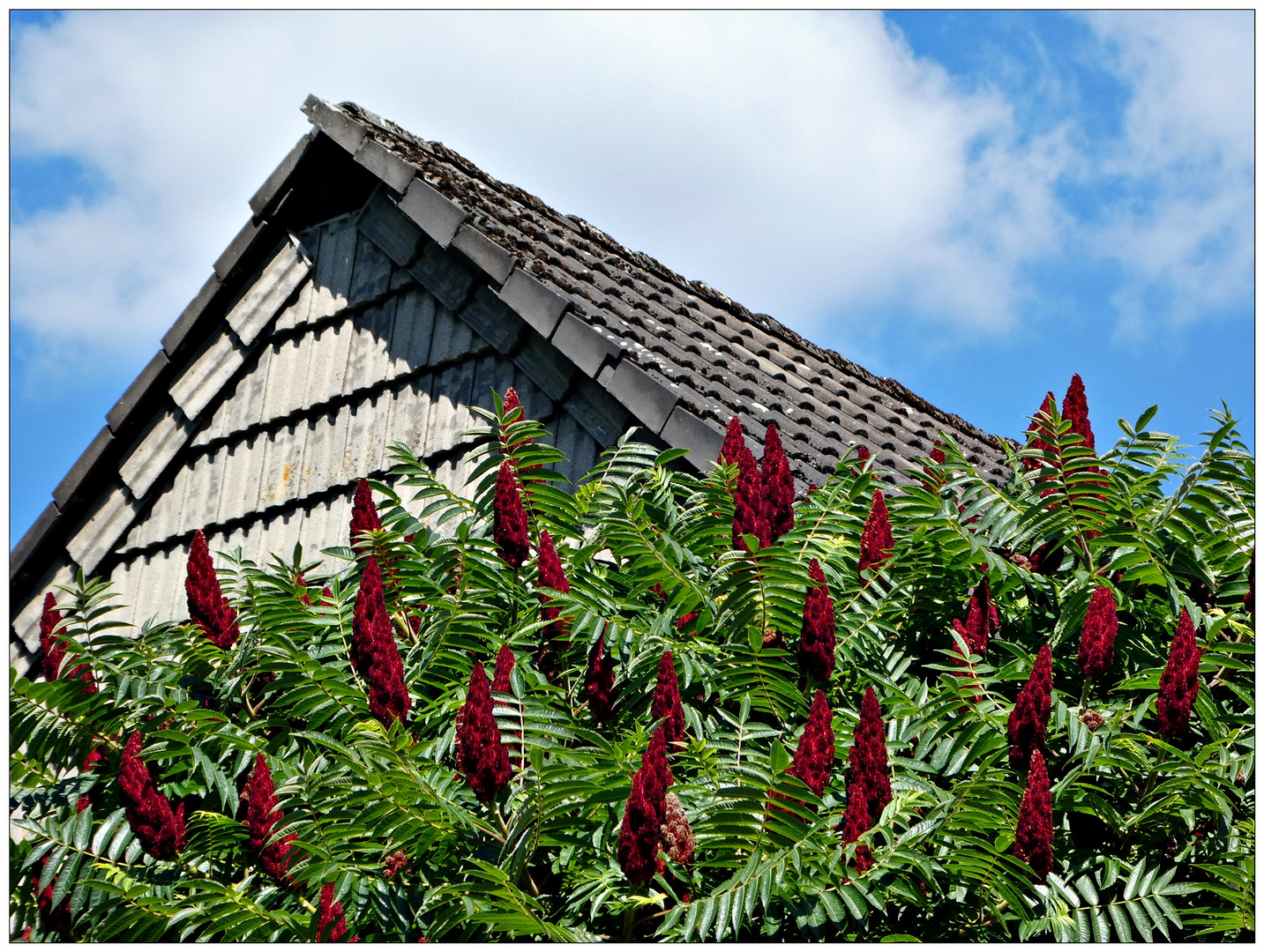 Essigbaum Foto & Bild | natur, pflanzen, bäume essigbaum Bilder auf ...