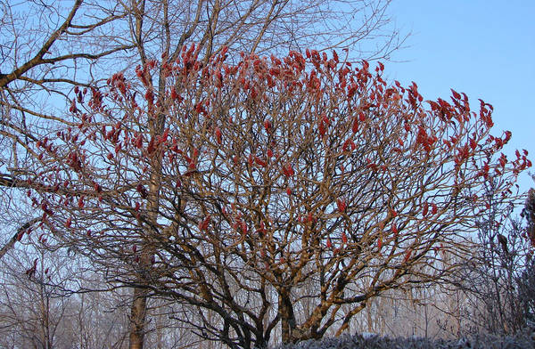 Essigbaum Foto & Bild | jahreszeiten, winter, natur Bilder auf ...