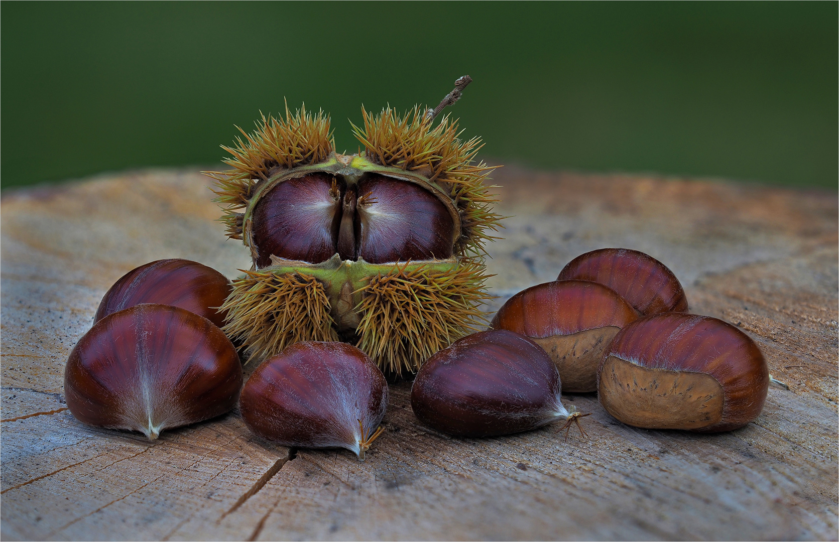 Eßkastanie , Edelkastanie Foto & Bild | natur, nahaufnahme, olympus ...