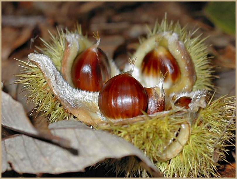 Esskastanien Foto & Bild | pflanzen, pilze & flechten, früchte und ...