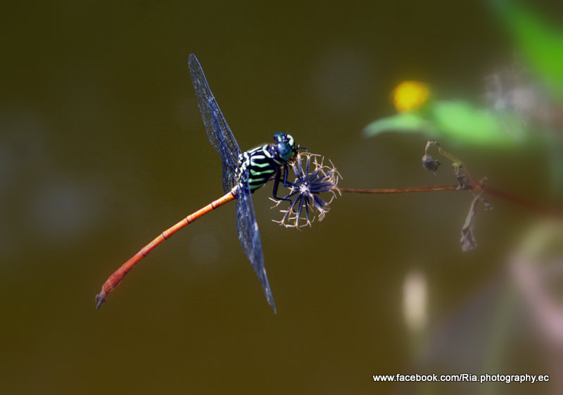 Estoy descansando Imagen & Foto | animales, invertebrados , insectos ...