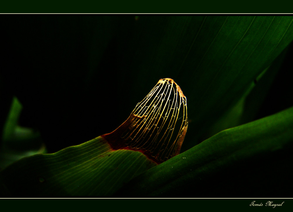 Estructuras Naturales-II Imagen & Foto | naturaleza diversa , flora ...