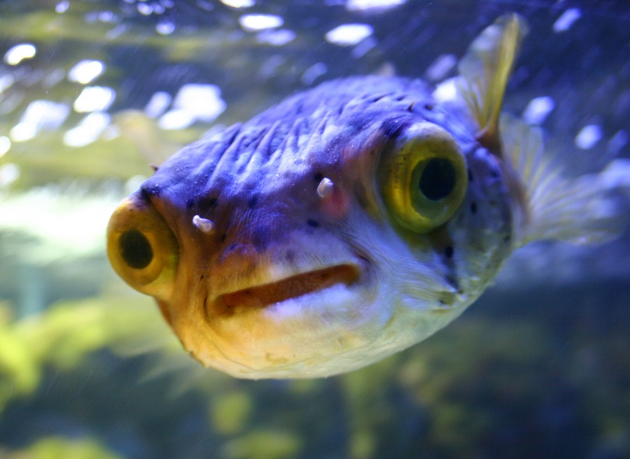 E.T. ist ein Fisch!!! 2 Foto & Bild | quatsch, fun und rätselecke ...