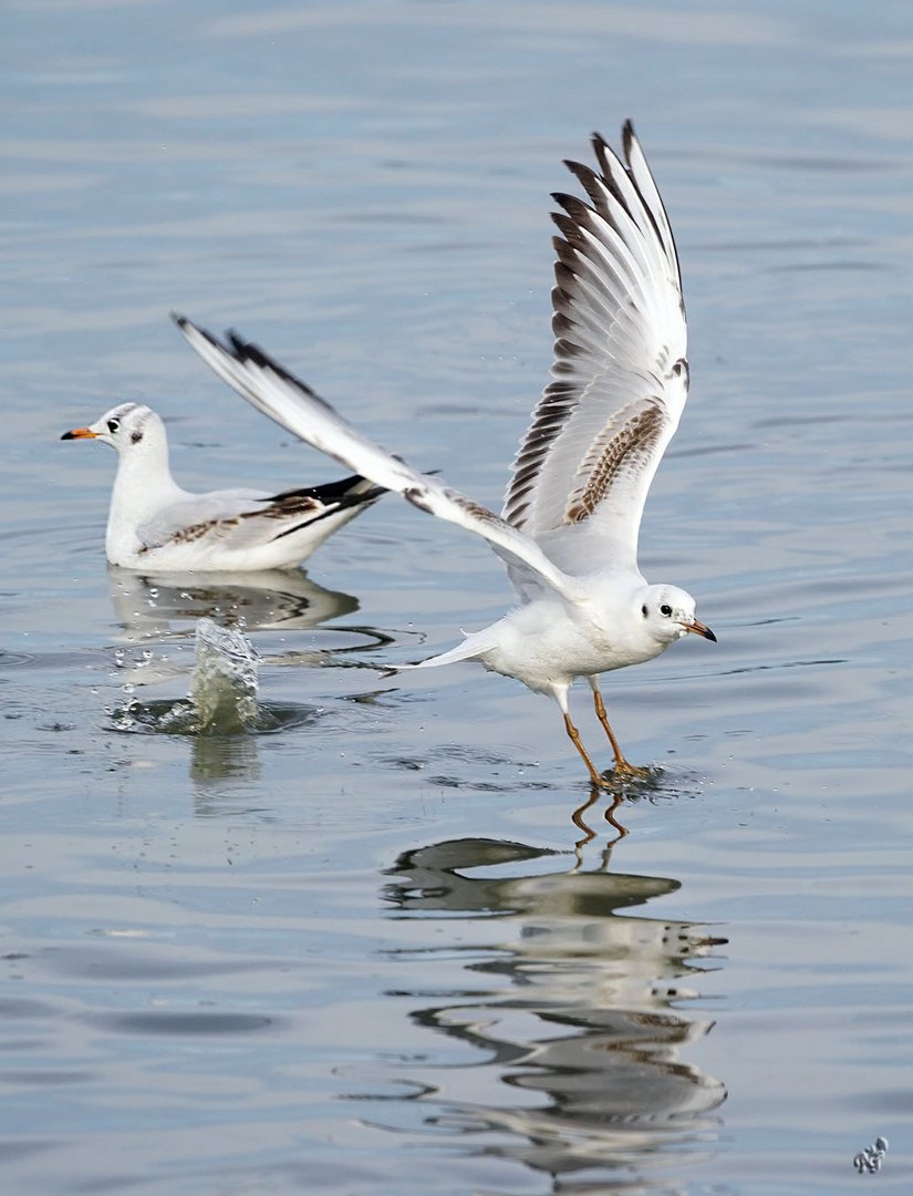 et plouf !!!!! photo et image | nature, animaux, oiseaux Images ...