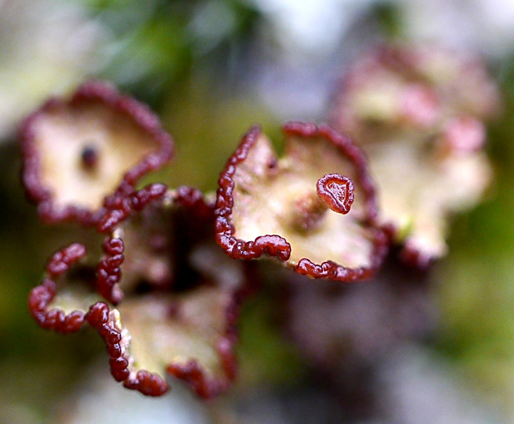 Etagen-Becherflechte I Foto & Bild | pflanzen, pilze & flechten, pilze & flechten, flechten ...