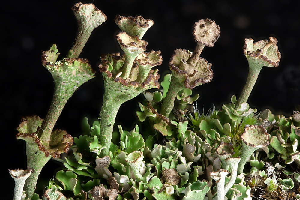 Etagen-Becherflechte II Foto & Bild | pflanzen, pilze & flechten, pilze & flechten, flechten ...