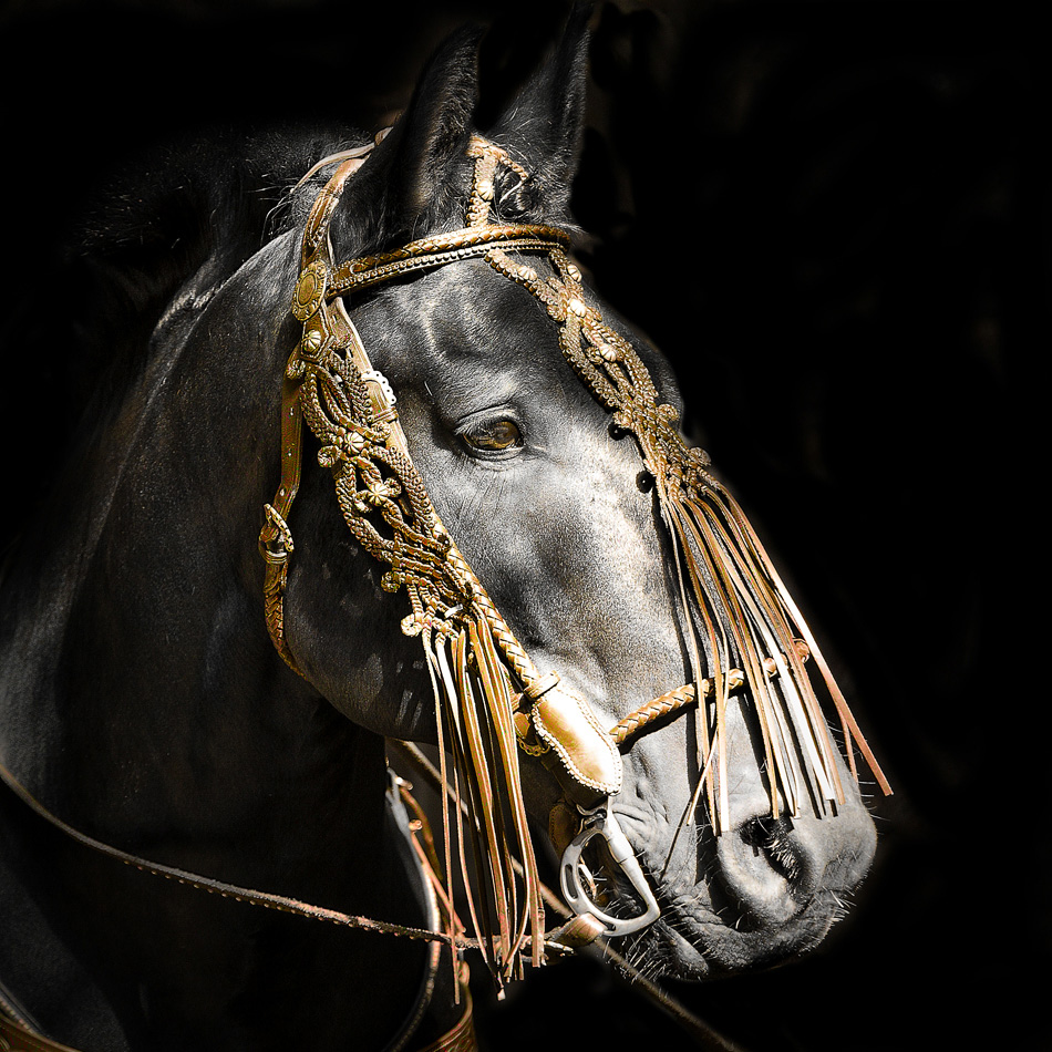 Etalon photo et image | faune, nature, animaux Images fotocommunity