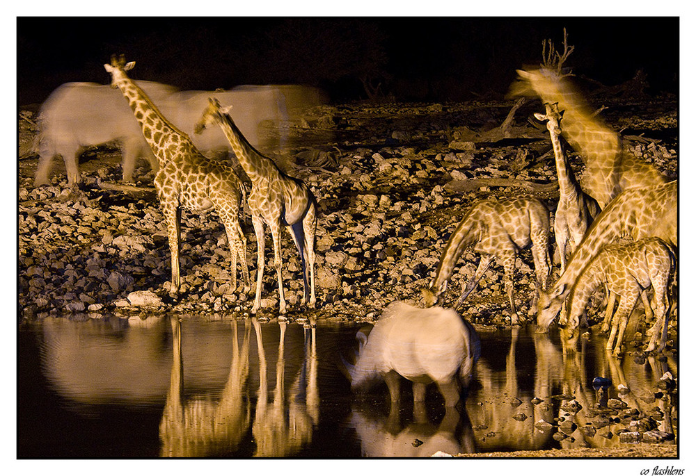 Etosha's Nightlife Foto & Bild | africa, southern africa, namibia ...