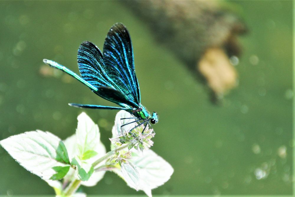 Etwas Geduld Foto & Bild | tiere, wildlife, libellen Bilder auf ...