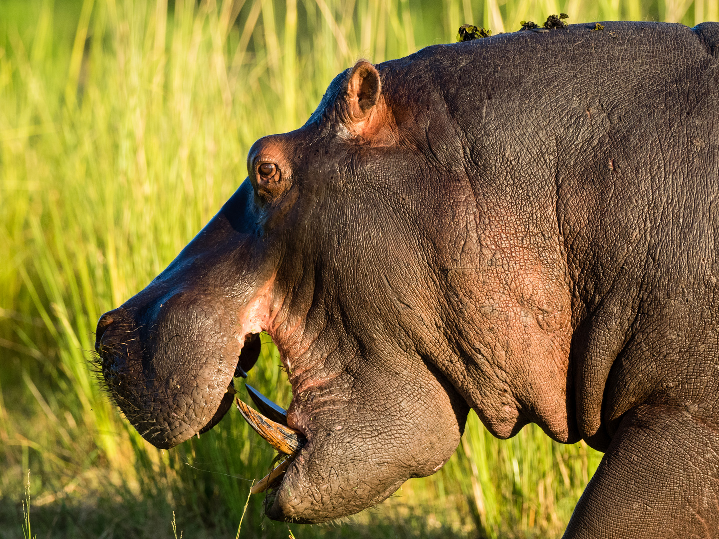 etwas genervt Foto & Bild | africa, southern africa, tiere Bilder auf ...