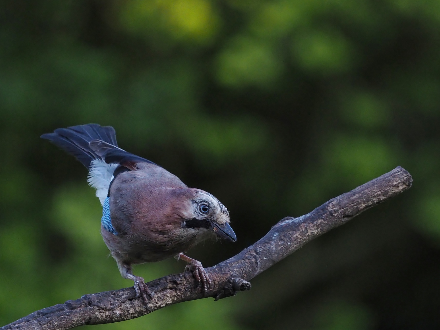 Etwas genervt..... Foto & Bild | tiere, wildlife, wild lebende vögel ...