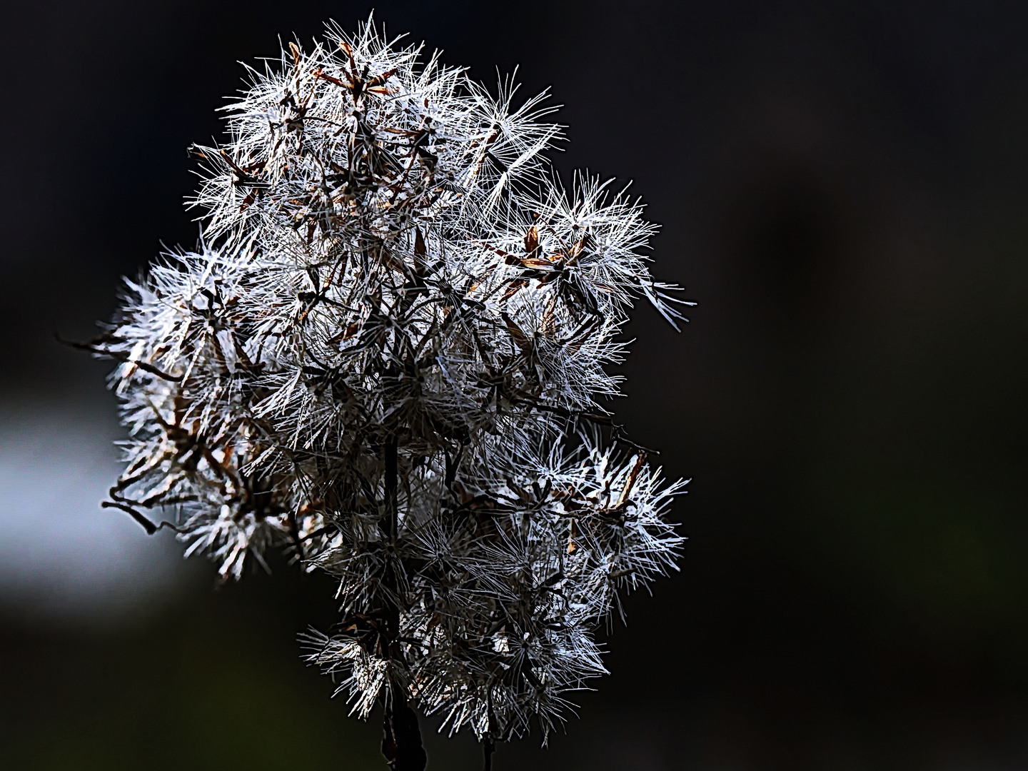 etwas stachelig Foto & Bild | natur, pflanzen Bilder auf fotocommunity