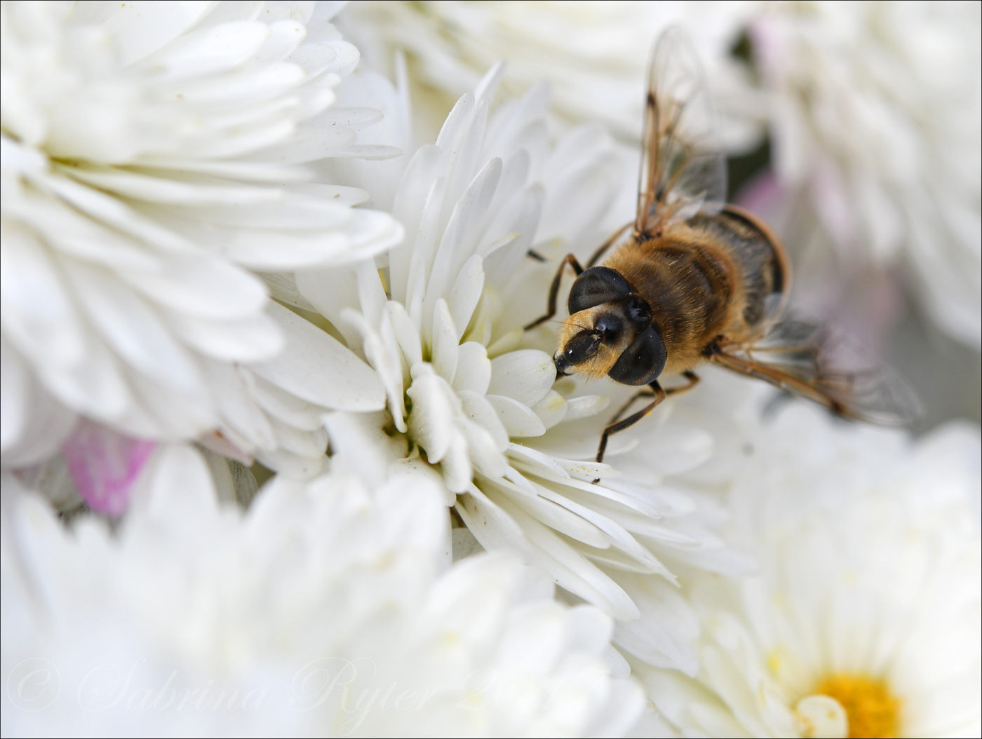 Etwas Weisses... Foto & Bild | nikon, makro, natur Bilder auf fotocommunity