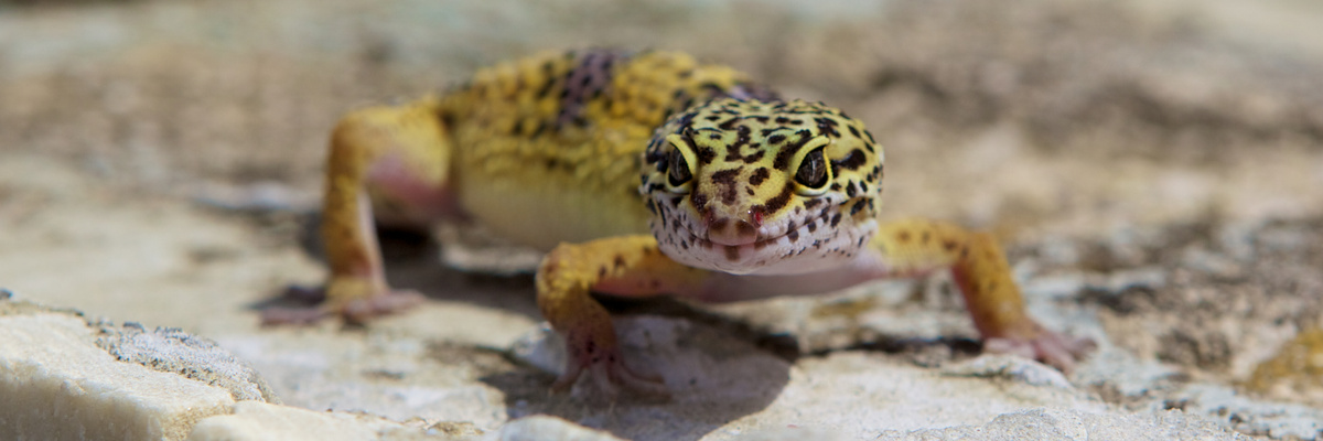 Rettili e anfibi Immagini e foto