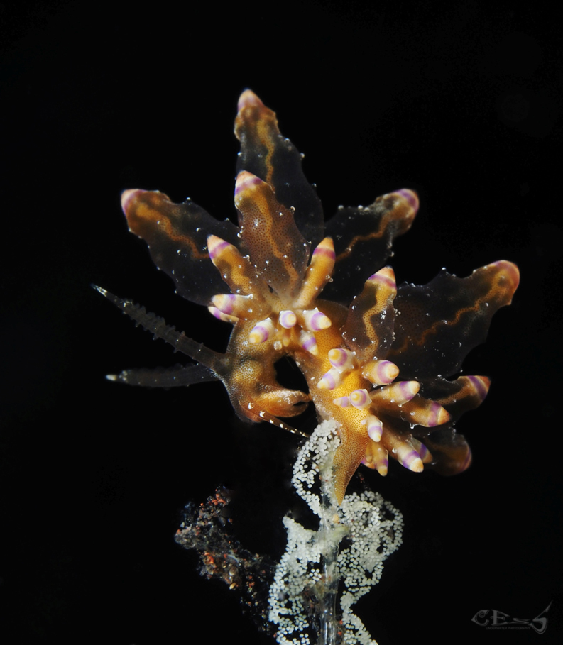 Eubranchus sp. Foto & Bild | unterwasser, uw-salzwasser, natur-kreativ ...