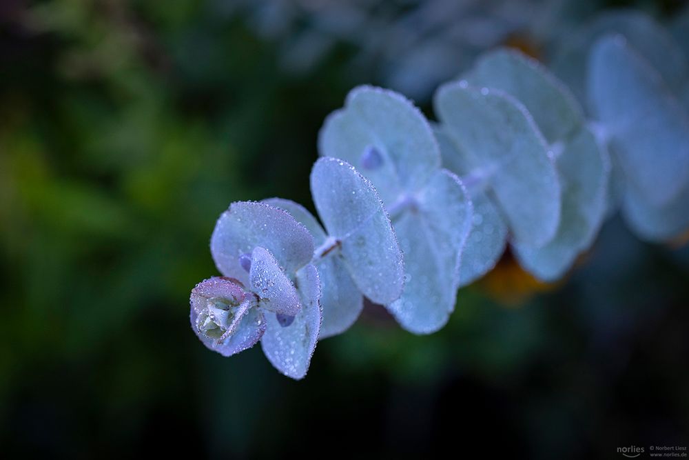 eucalyptus gunii Foto & Bild | pflanzen, pilze & flechten, pflanzen ...