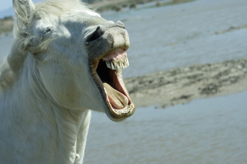 Euch Großmäulern zeig ich mal das Maulaufreißen :-))))))))))))))) Foto ...