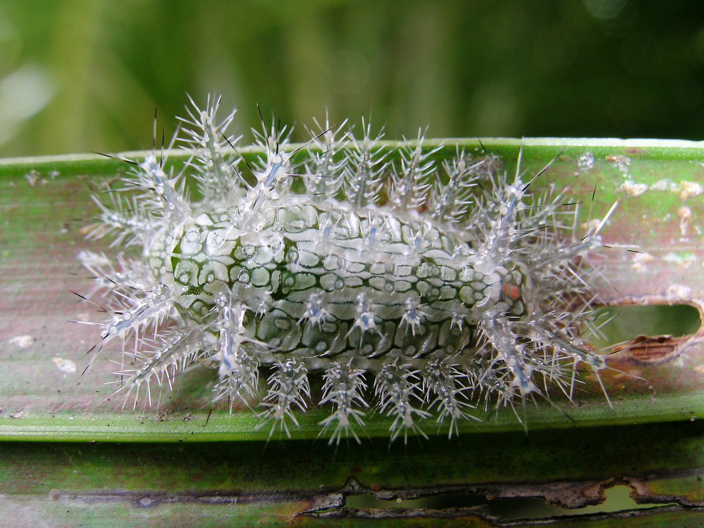 Euclea norba Foto & Bild | tiere, wildlife, schmetterlinge Bilder auf ...
