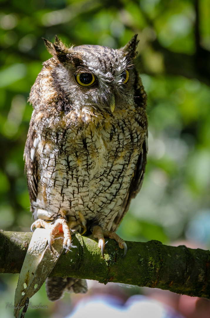 Eule Foto & Bild | tiere, essen, eule Bilder auf fotocommunity