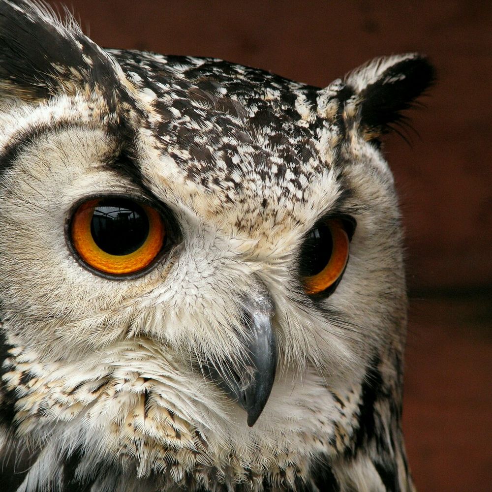 Eule Foto And Bild Tiere Natur Bilder Auf Fotocommunity