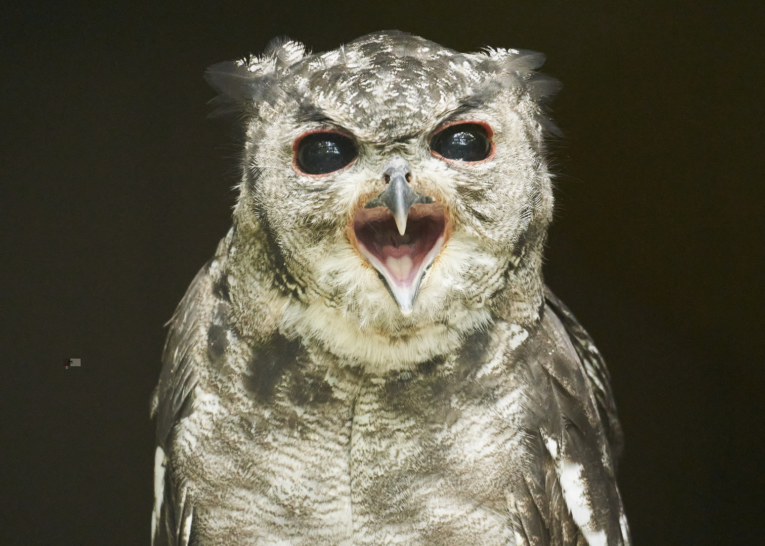 Eule Foto & Bild | tiere, zoo, wildpark & falknerei, vögel Bilder auf ...