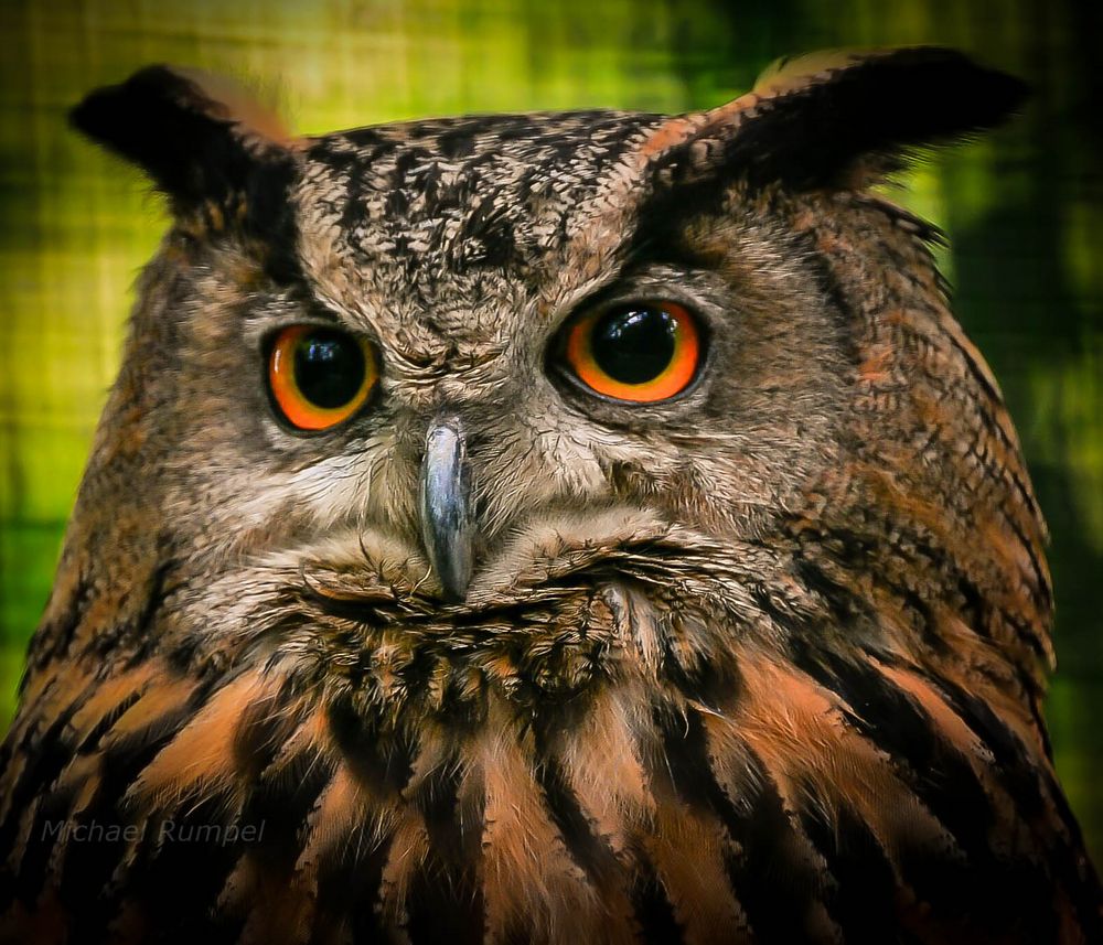 Eule Foto & Bild | tiere, tierdetails, tier fotografie Bilder auf ...