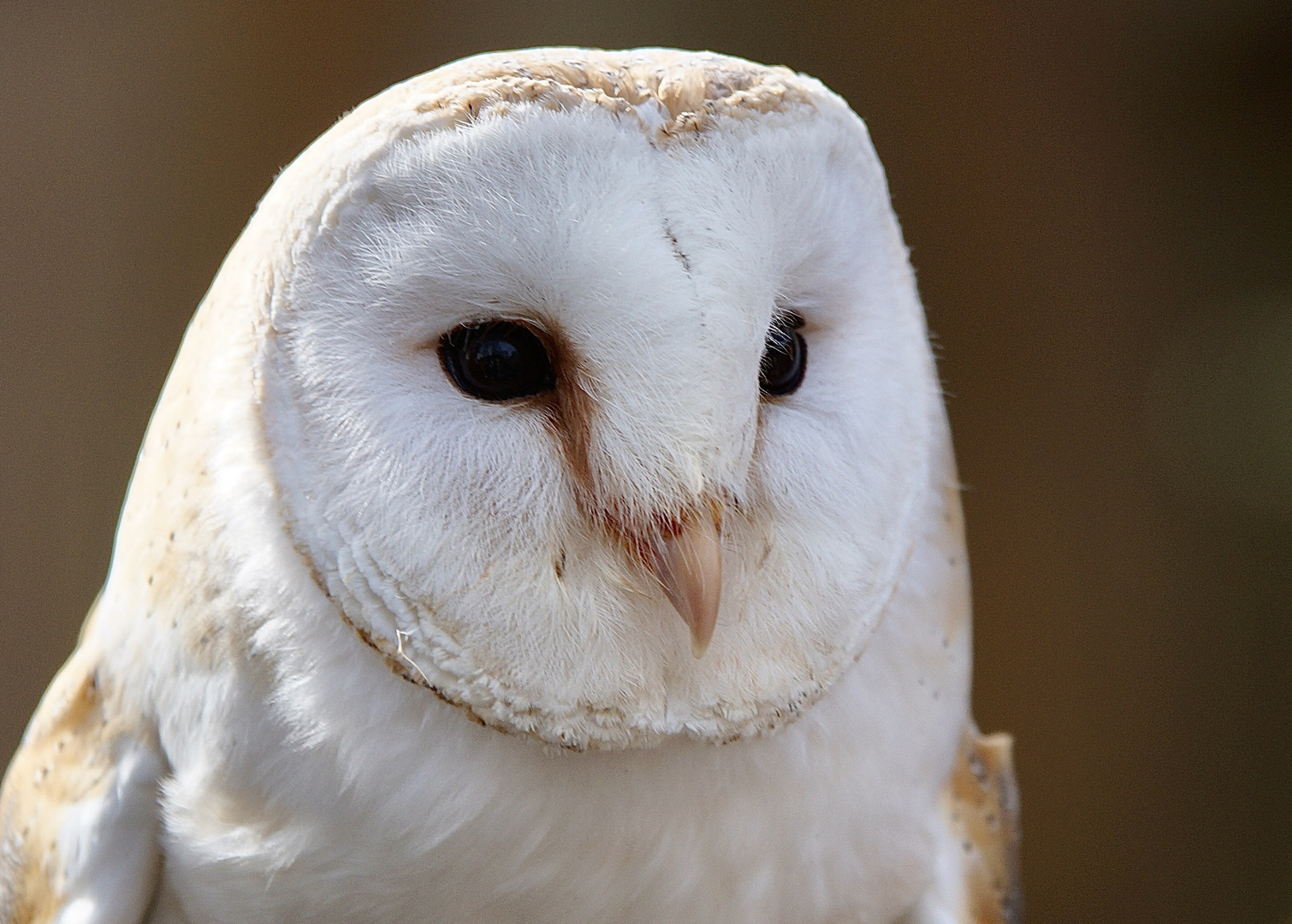 Eule Foto & Bild | tiere, zoo, wildpark & falknerei, vögel Bilder auf ...