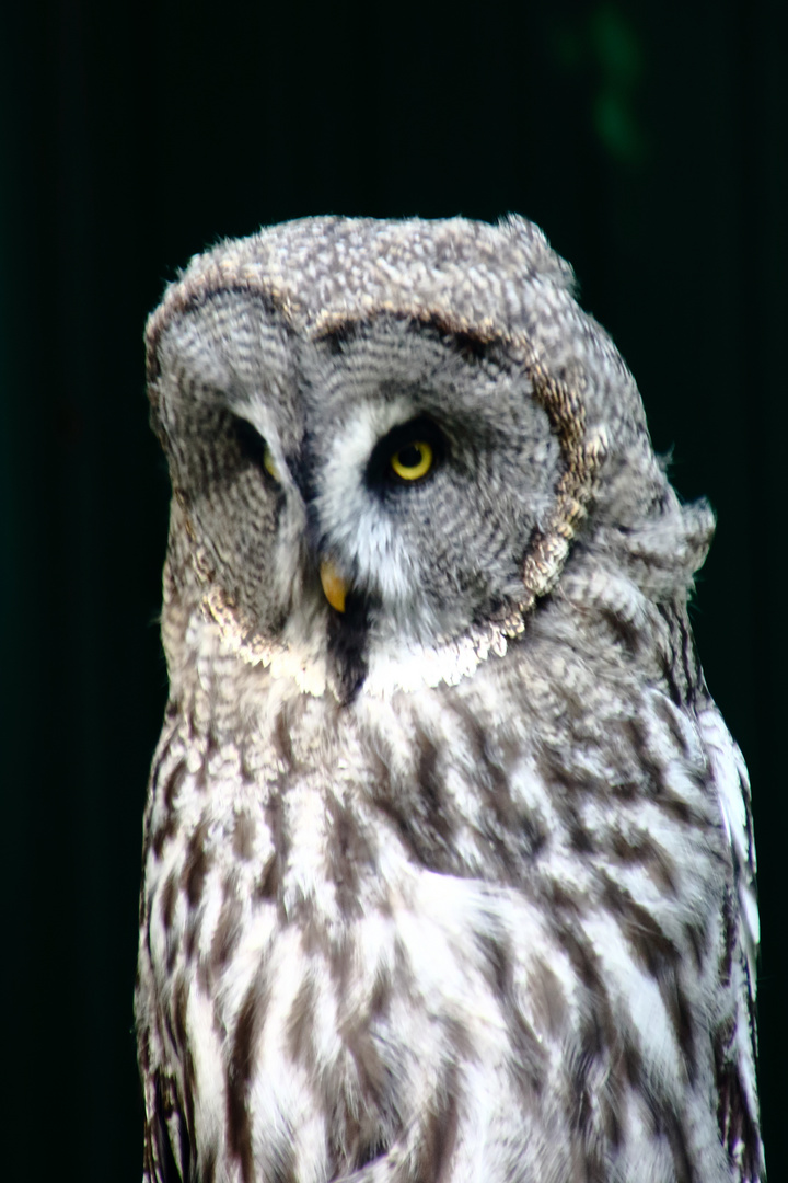 Eule Foto & Bild | world, natur, tiere Bilder auf fotocommunity