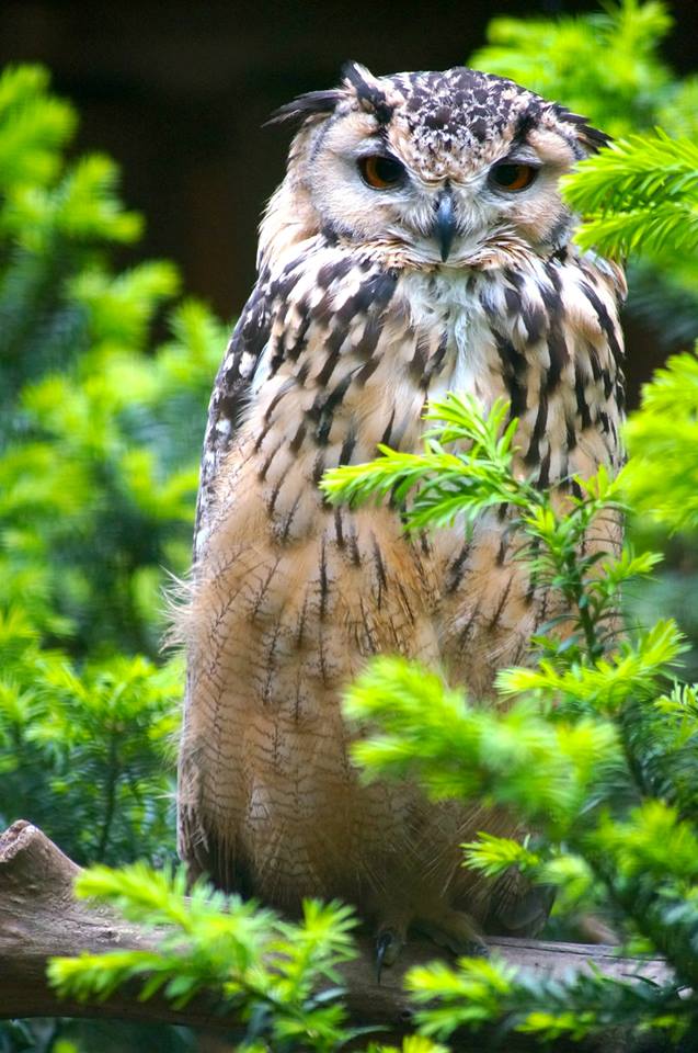 Eule Foto & Bild | tiere, zoo, wildpark & falknerei, vögel Bilder auf ...