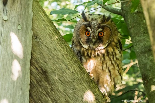 Wildlebende Eulen Bilder & Fotos