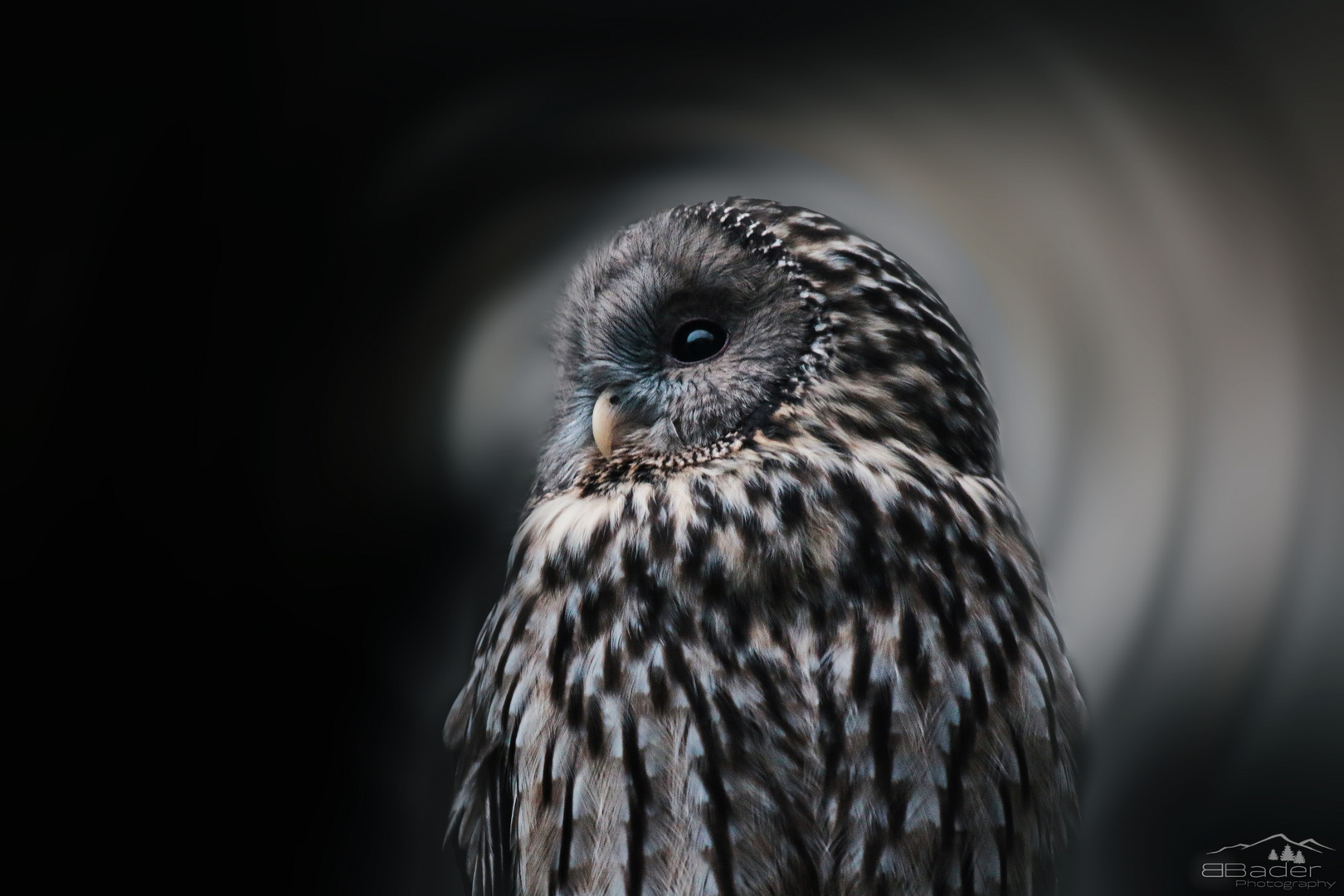 Eule Foto & Bild | tiere, zoo, wildpark & falknerei, vögel Bilder auf ...