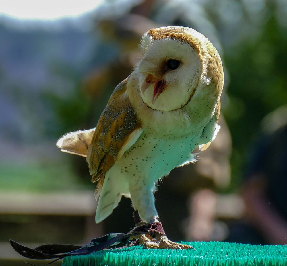 Eule Foto & Bild | tiere, wildpark, natur Bilder auf fotocommunity