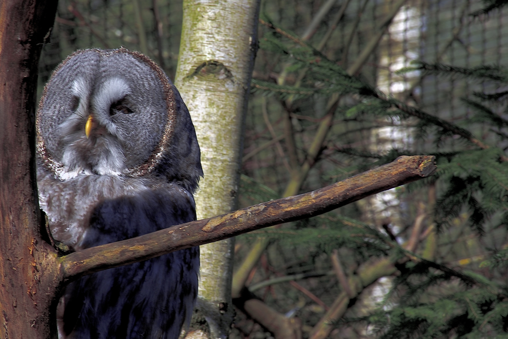 Eule Foto & Bild | tiere, baum, natur Bilder auf fotocommunity