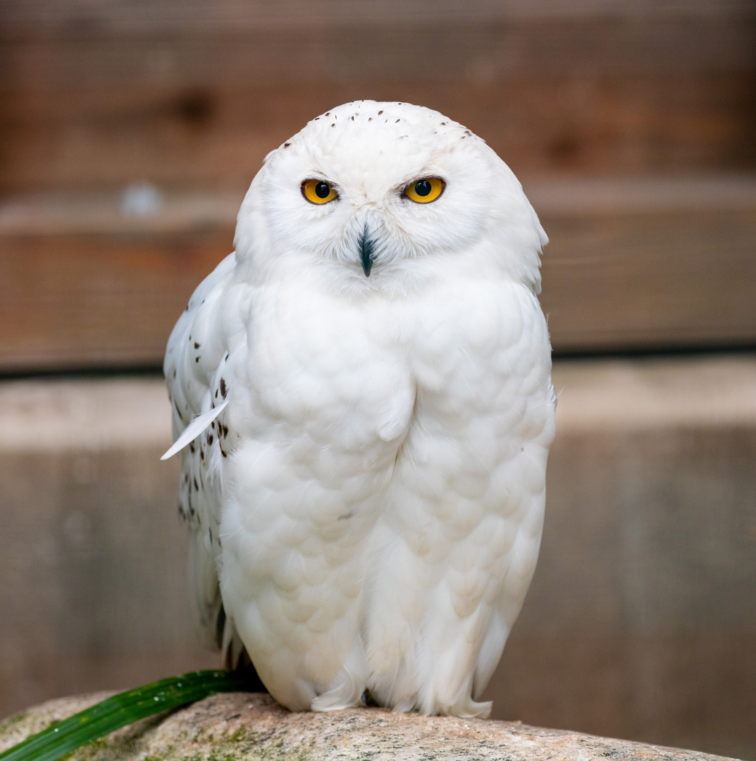 Eule Foto & Bild | fotos, world, natur Bilder auf fotocommunity