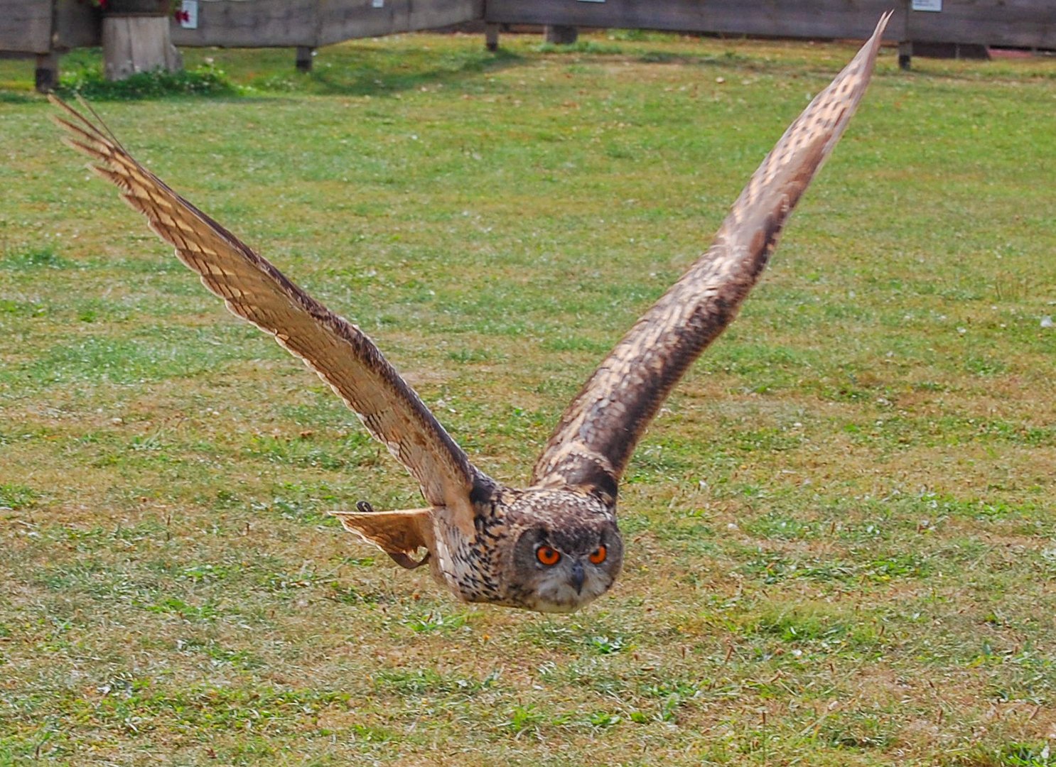 Eule im Flug Foto & Bild | tiere, wildlife, wild lebende vögel Bilder ...