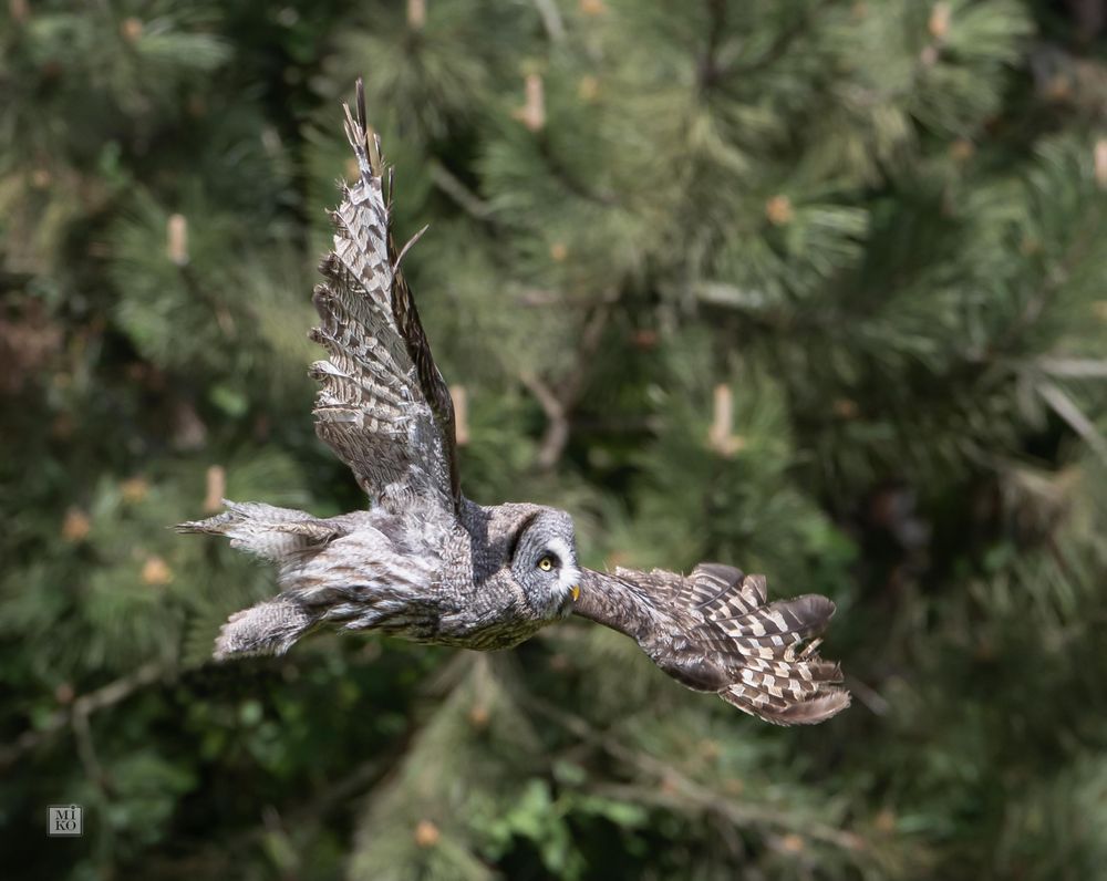 Eule im Flug Foto & Bild | tiere, zoo, wildpark & falknerei, vögel ...