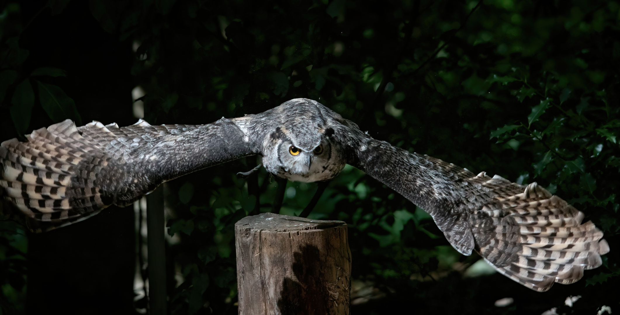 Eule im Flug Foto & Bild | natur Bilder auf fotocommunity